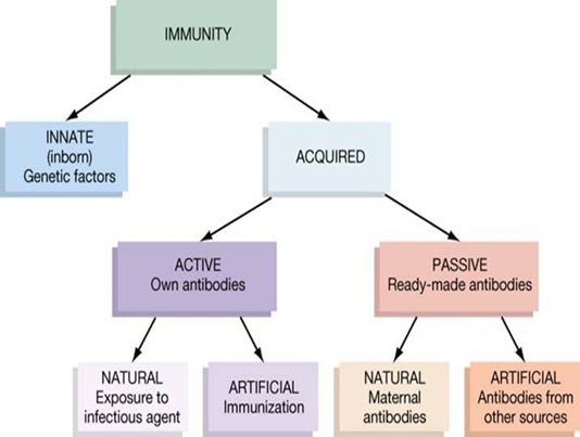 Immunity-Basics | BIOZOOM